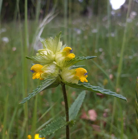 In Praise of Weeds | National Botanic Gardens of Ireland