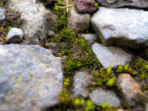 Conservation of the Critically Endangered moss Ditrichum cornubicum ...