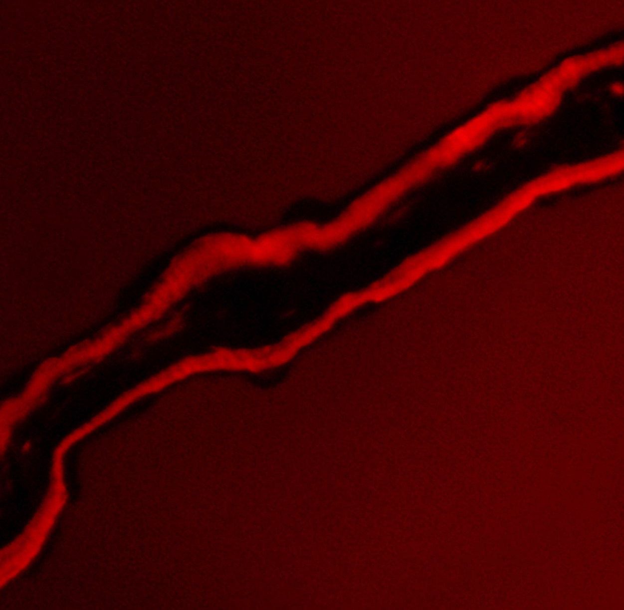 Projects | National Botanic Gardens of Ireland