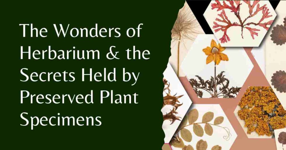 Wednesday Lecture: The Wonders of Herbarium and the Secrets Held by ...