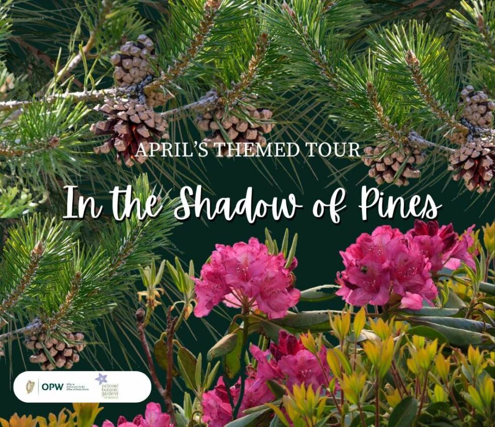 Themed Tour: In the Shadow of Pines | National Botanic Gardens of Ireland
